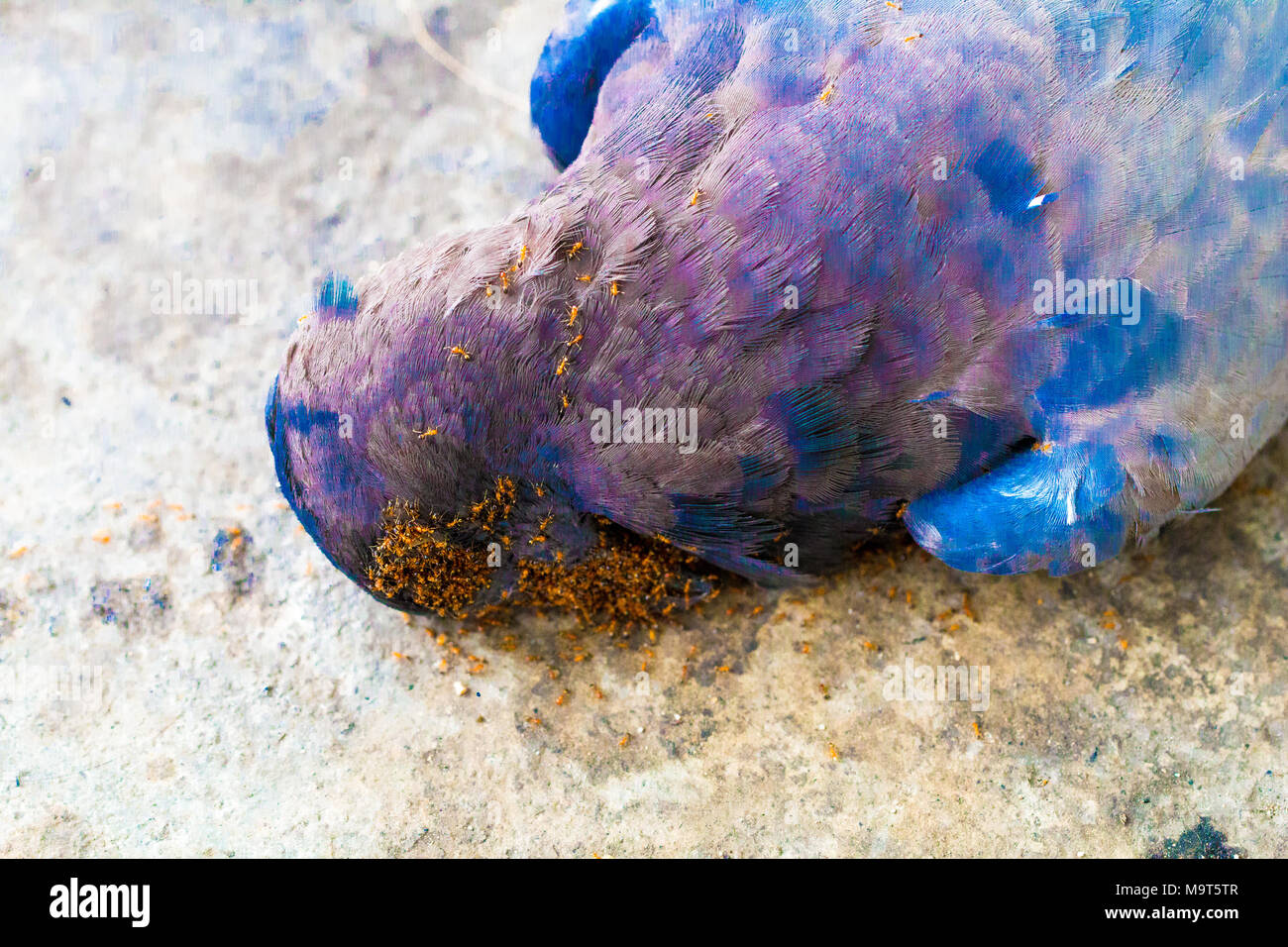 dead Dove in Day of Peace ,World Peace Day, technical cost-up Stock ...