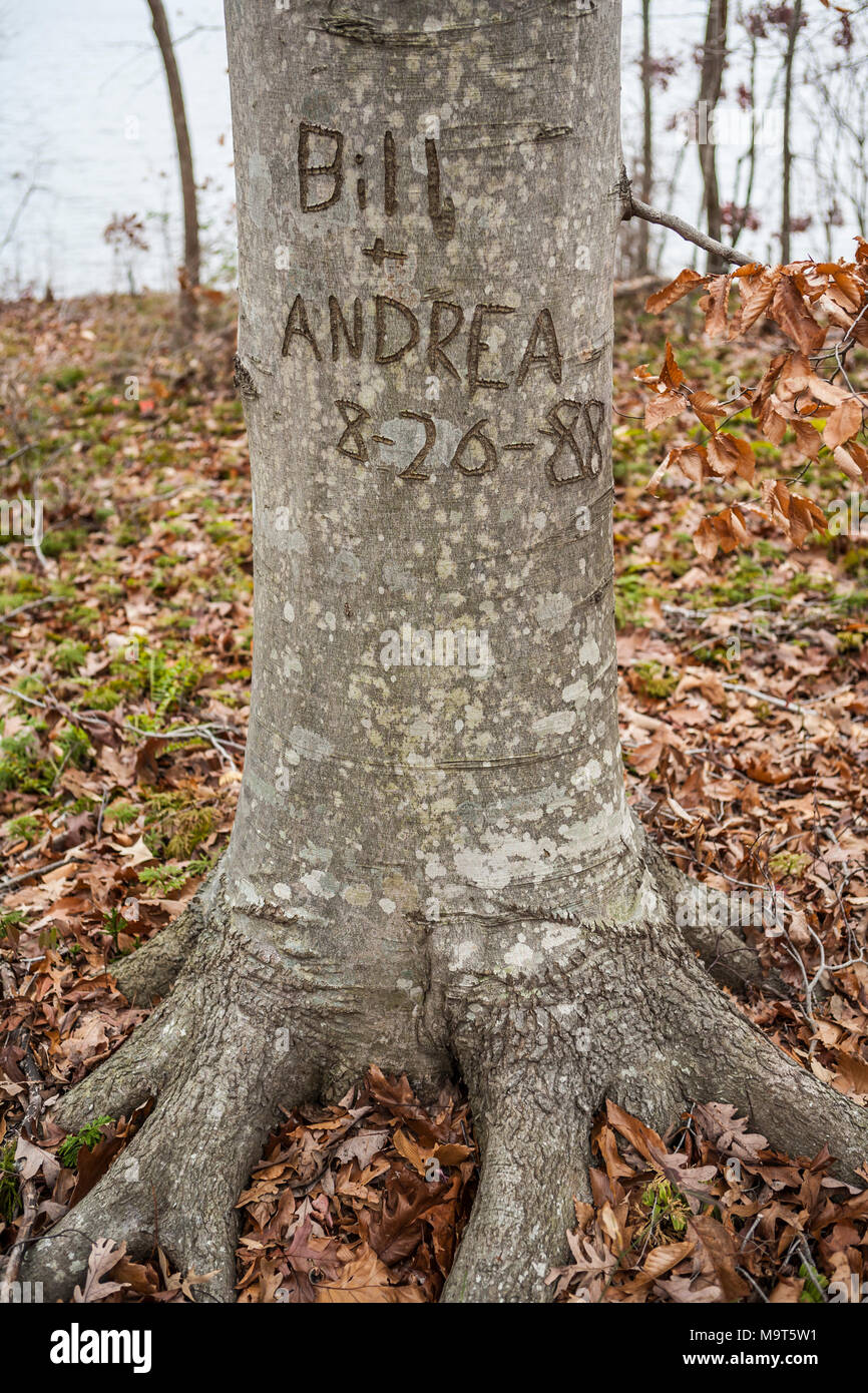 Names and date carved into the bark of a tree, Maryland, USA Stock ...
