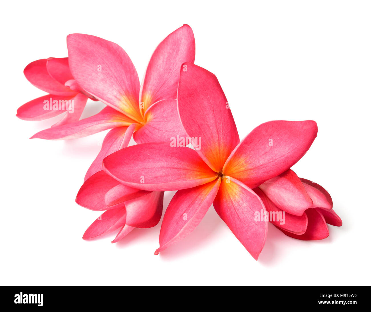 fresh red frangipani flowers isolated on white background Stock Photo ...
