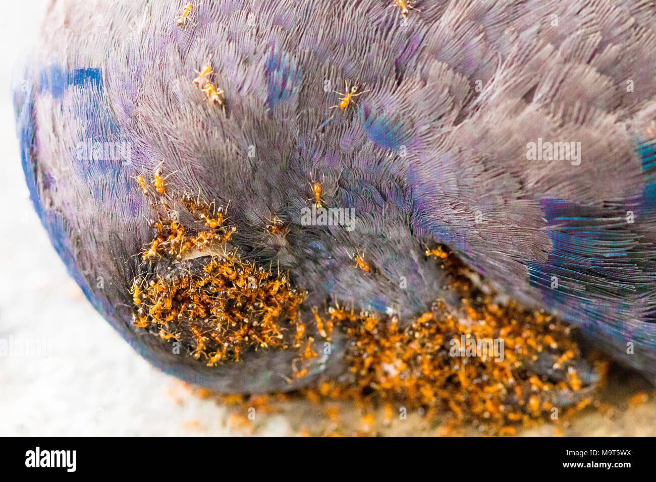 dead Dove in Day of Peace ,World Peace Day, technical cost-up Stock ...