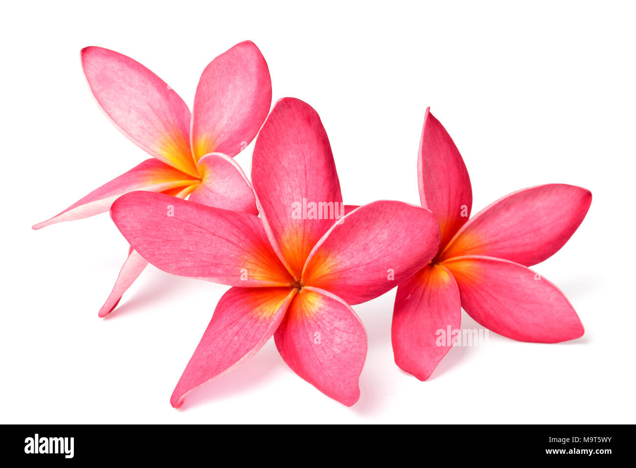 fresh red frangipani flowers isolated on white background Stock Photo ...