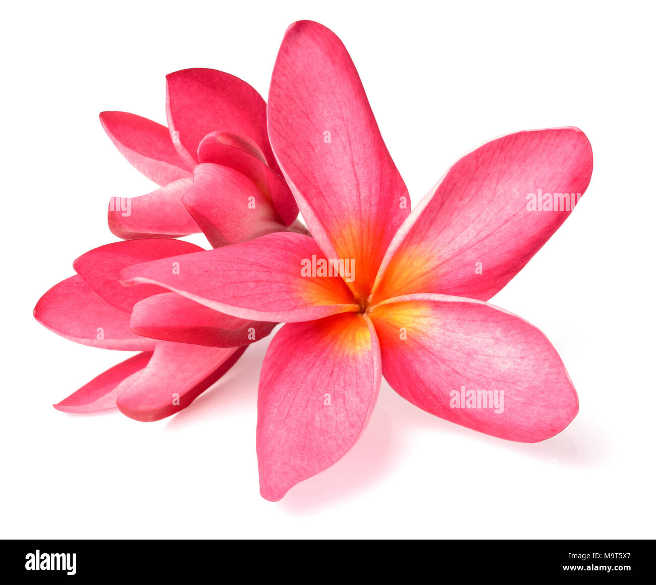fresh red frangipani flowers isolated on white background Stock Photo ...