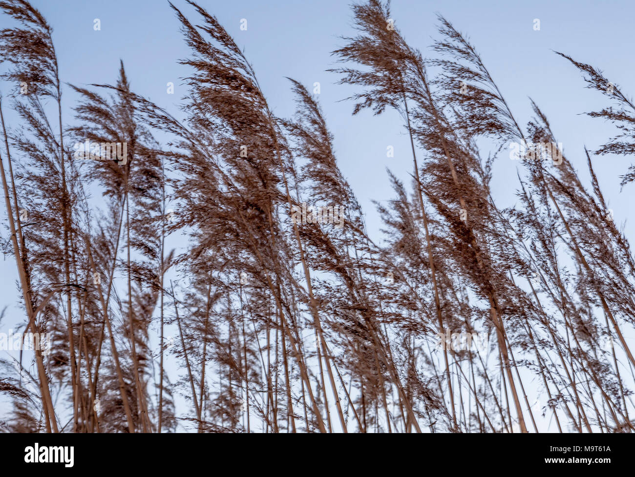 Tall grasses / reeds blowing in the wind Stock Photo - Alamy