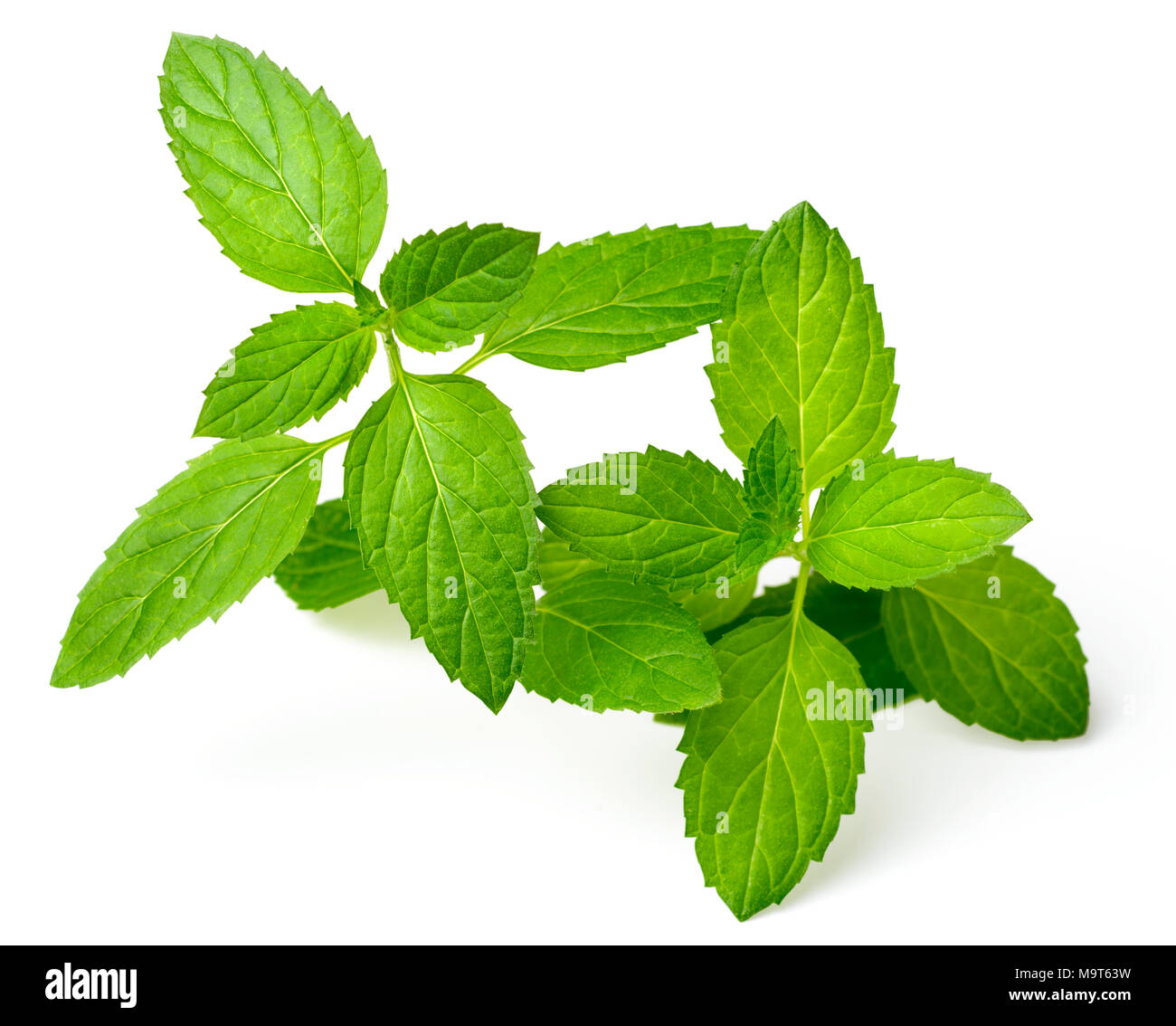 fresh herb, fresh peppermint isolated on white background Stock Photo ...