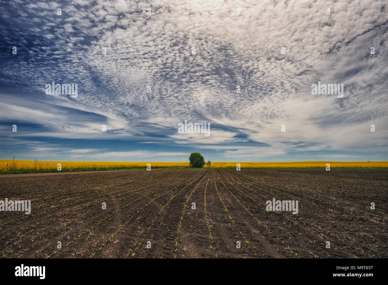 spring dawn. scenic spring field Stock Photo - Alamy