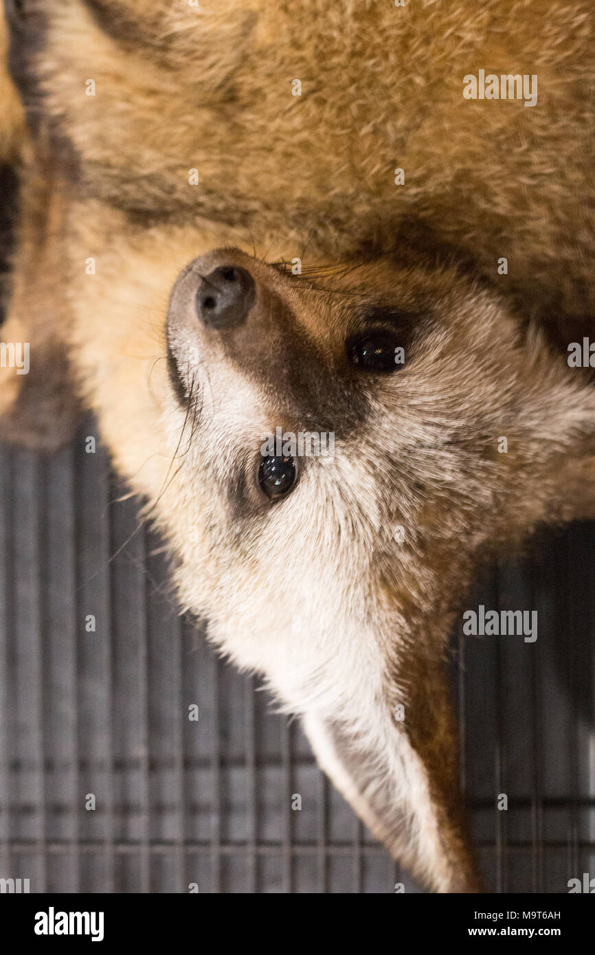 fox,dog isolate on background,front view from the top, technical cost ...