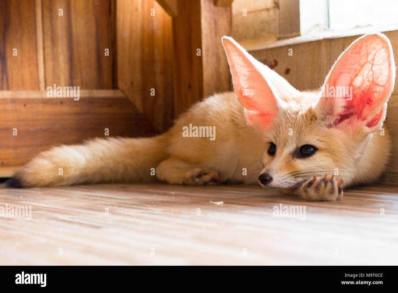 fennec fox 1 year isolate on background,front view from the top ...