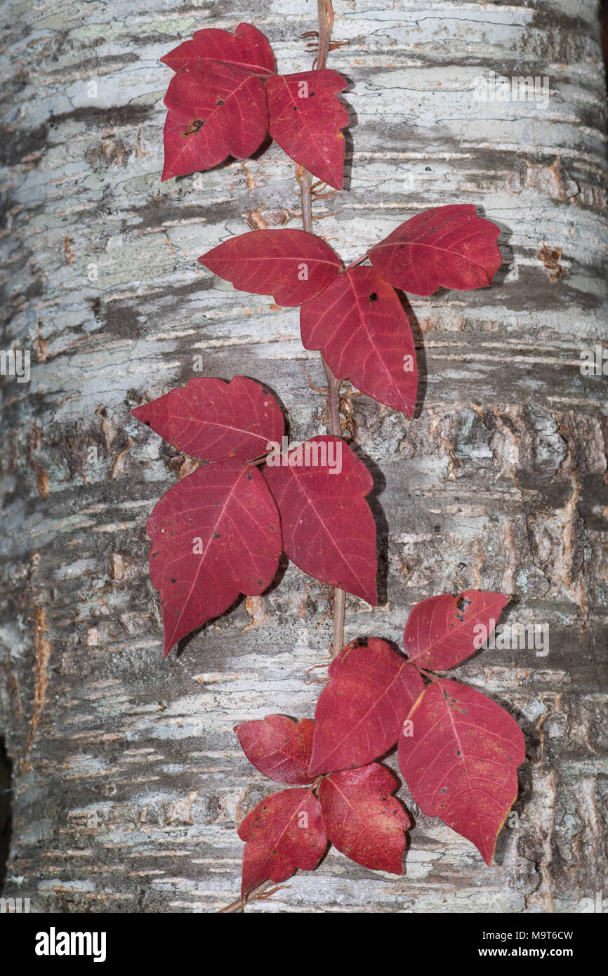 Autumn foliage of poison ivy climbing a black cherry trunk Stock Photo ...