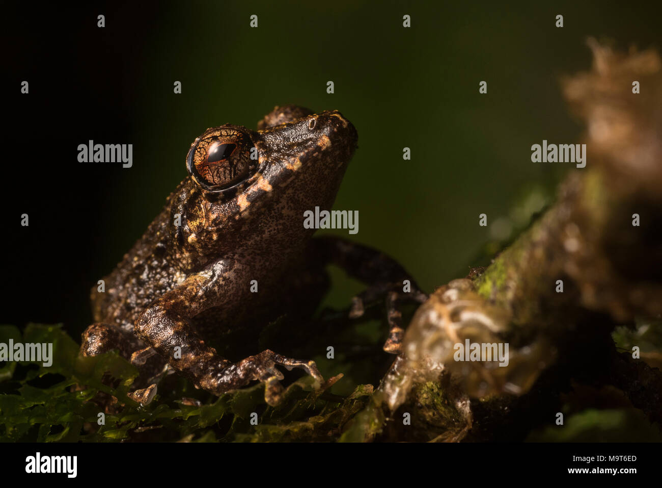 A small unknown frog from the cloud forest of Northern Peru, the ...