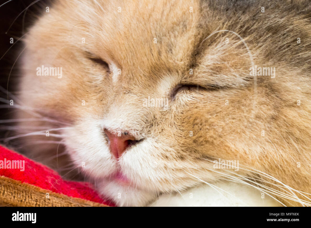 Top view kittens hi-res stock photography and images - Alamy