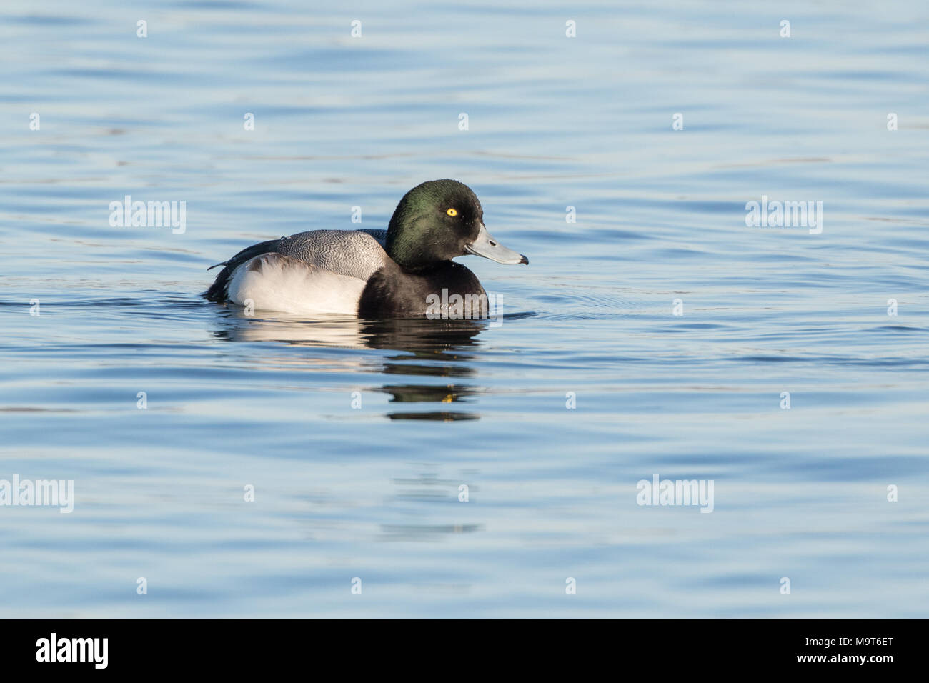Bluebill duck hi-res stock photography and images - Alamy