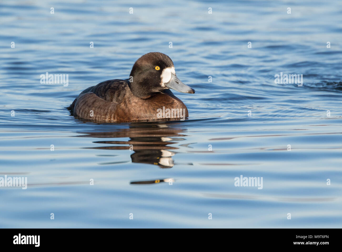 Hen greater scaup on lake surface Stock Photo - Alamy