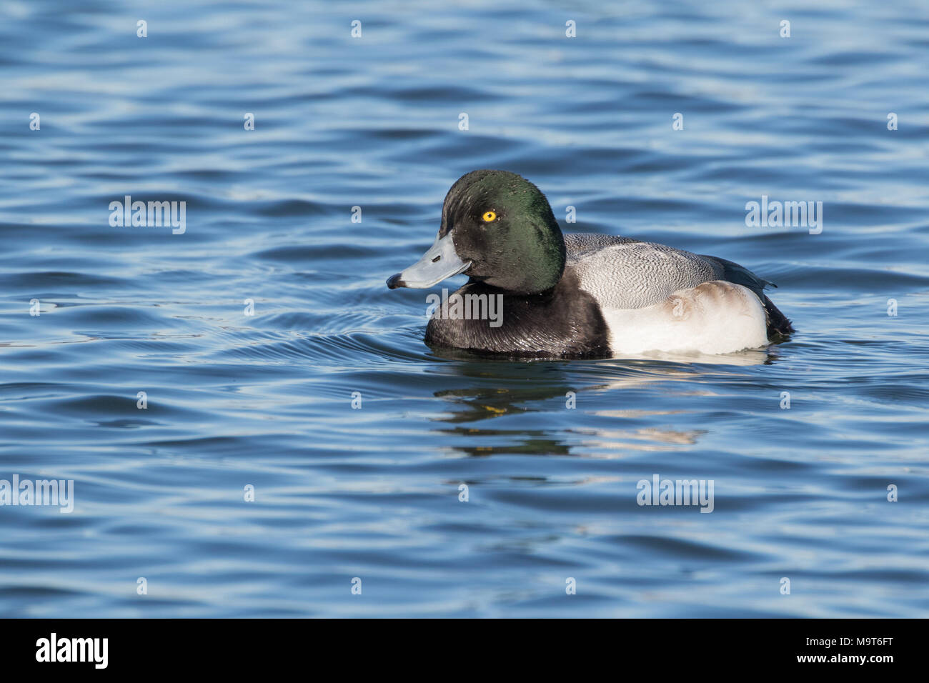 Bluebill duck hi-res stock photography and images - Alamy