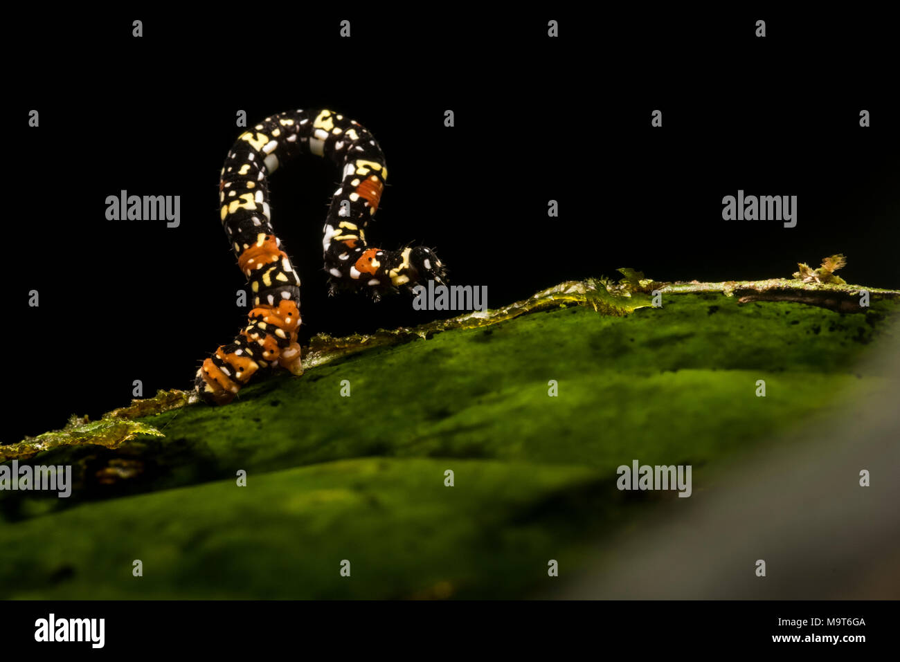 Turn into a moth hi-res stock photography and images - Alamy