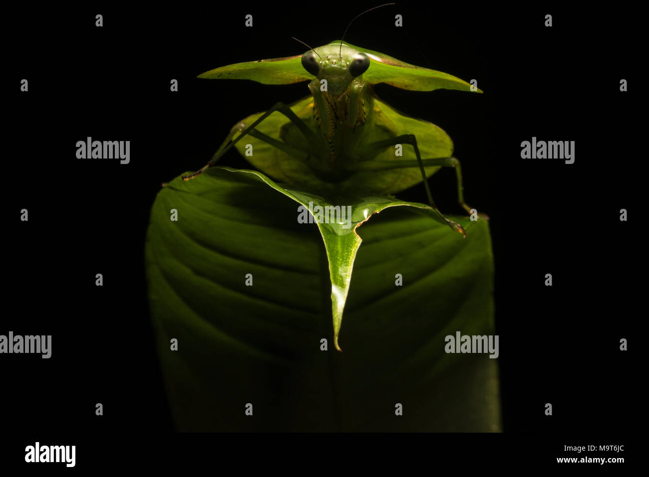 Cool shield hi-res stock photography and images - Alamy