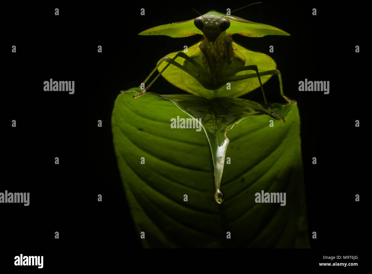 Jungle effect hi-res stock photography and images - Alamy