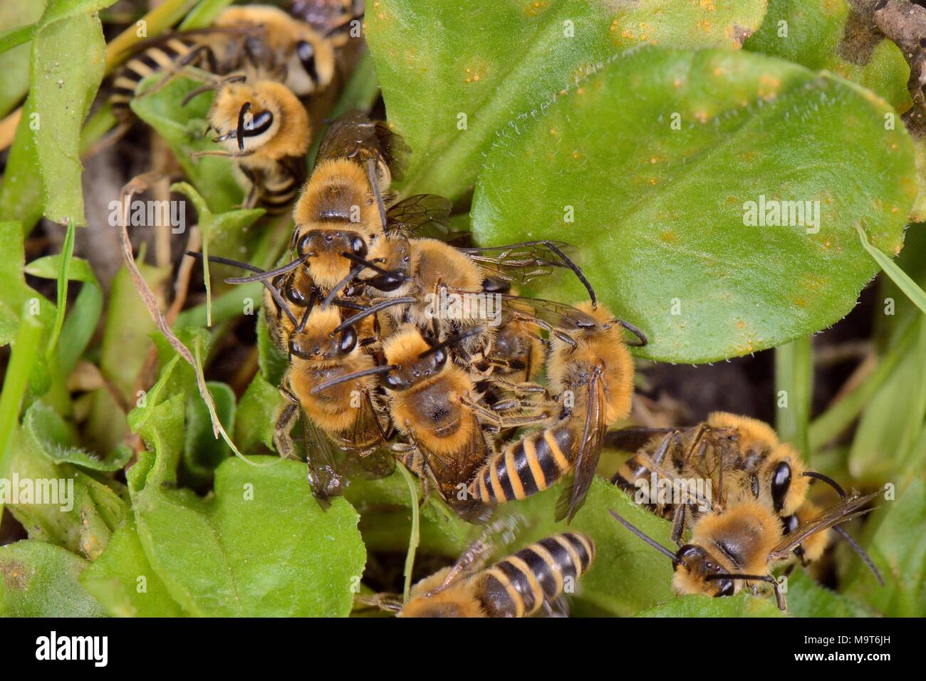 Mating bees hi-res stock photography and images - Alamy