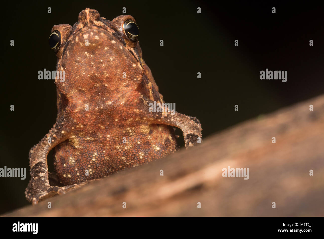 A portrait of the toad taken from ground level as the toad sat tall ...