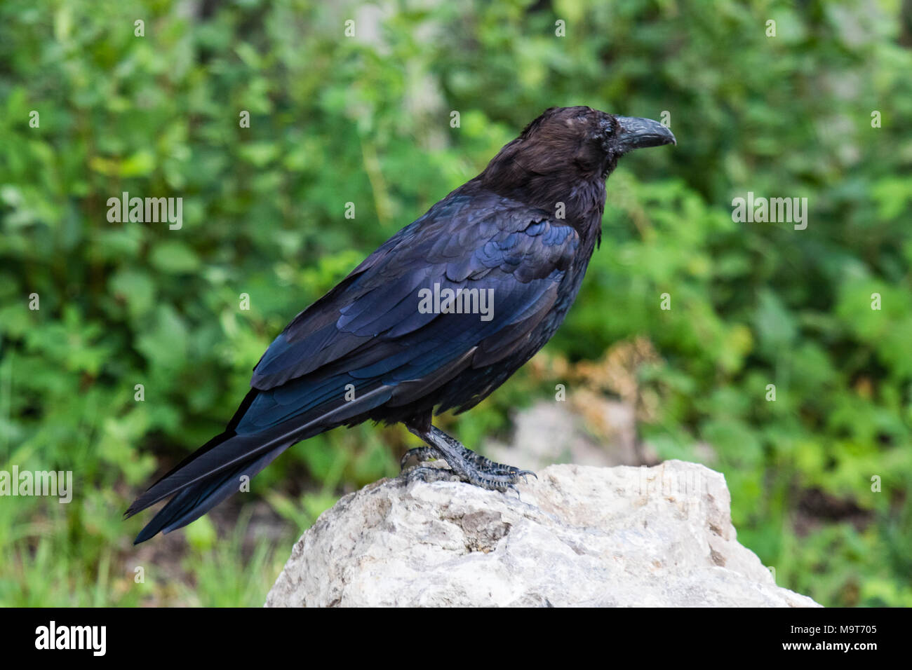Common Raven (Corvus corax) in Northwest Territories NWT of Canada ...