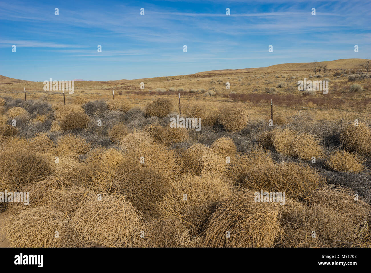 Tumble weed hi-res stock photography and images - Alamy