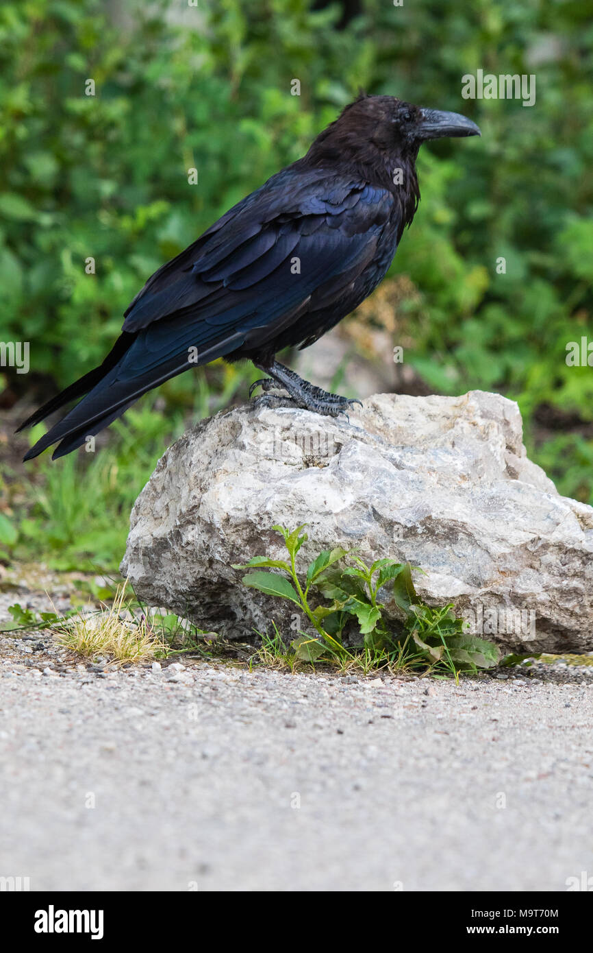 Common Raven (Corvus corax) in Northwest Territories NWT of Canada ...