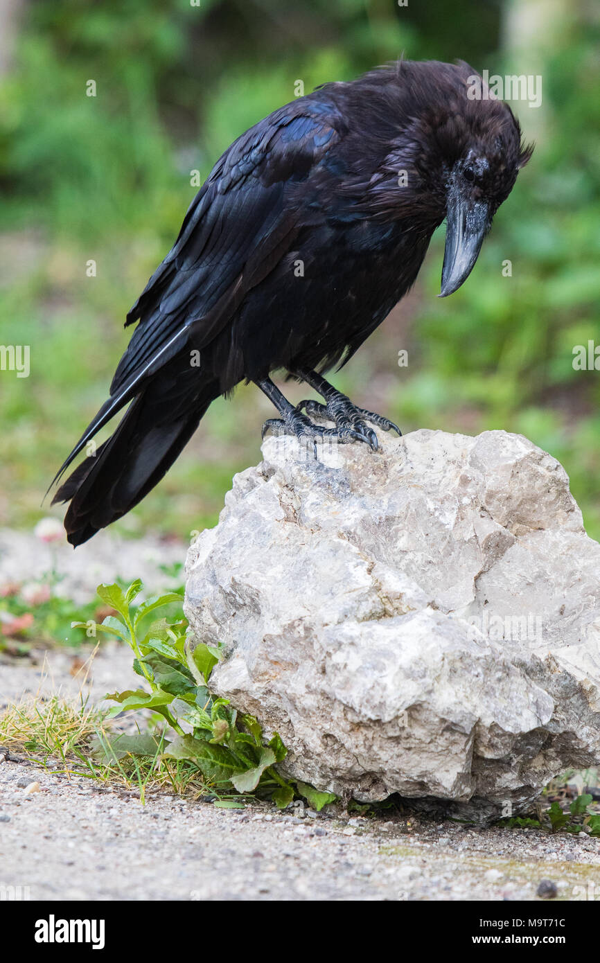 Common Raven (Corvus corax) in Northwest Territories NWT of Canada ...