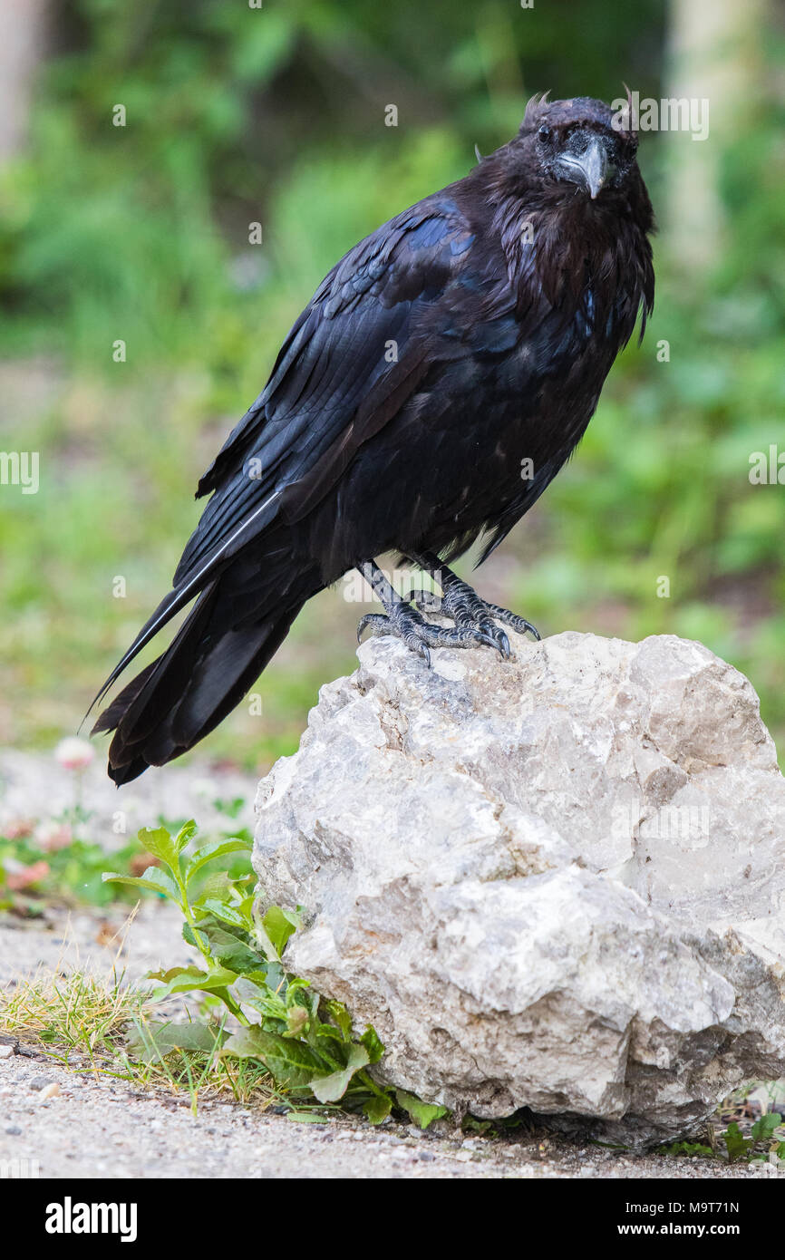 Common Raven (Corvus corax) in Northwest Territories NWT of Canada ...
