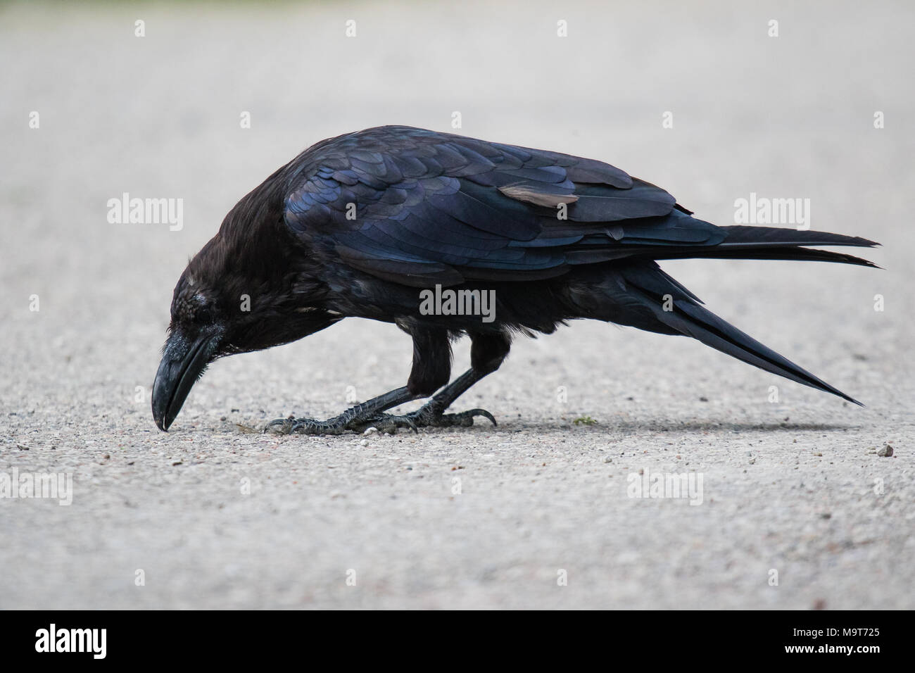 Common Raven (Corvus corax) in Northwest Territories NWT of Canada ...