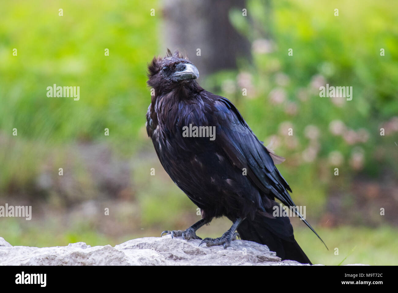 Common Raven (Corvus corax) in Northwest Territories NWT of Canada ...