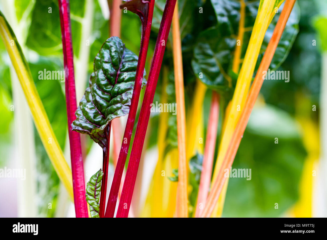 Swiss chard yellow close hi-res stock photography and images - Alamy
