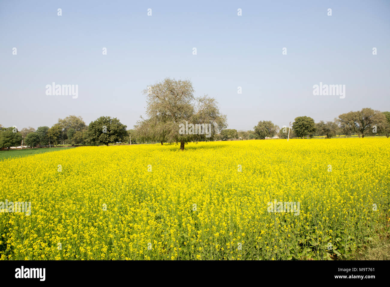 Rural jaipur hi-res stock photography and images - Alamy