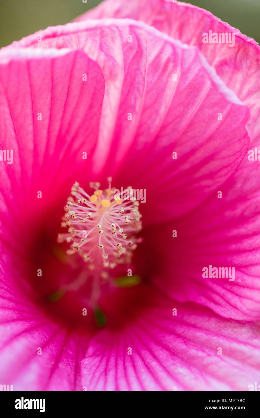 Hibiscus moscheutos of Malvaceae family. Blooming flower close up ...