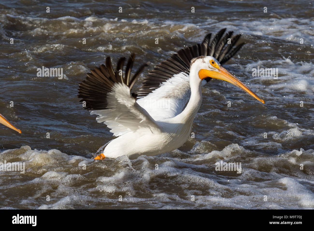 Protected_species hi-res stock photography and images - Alamy