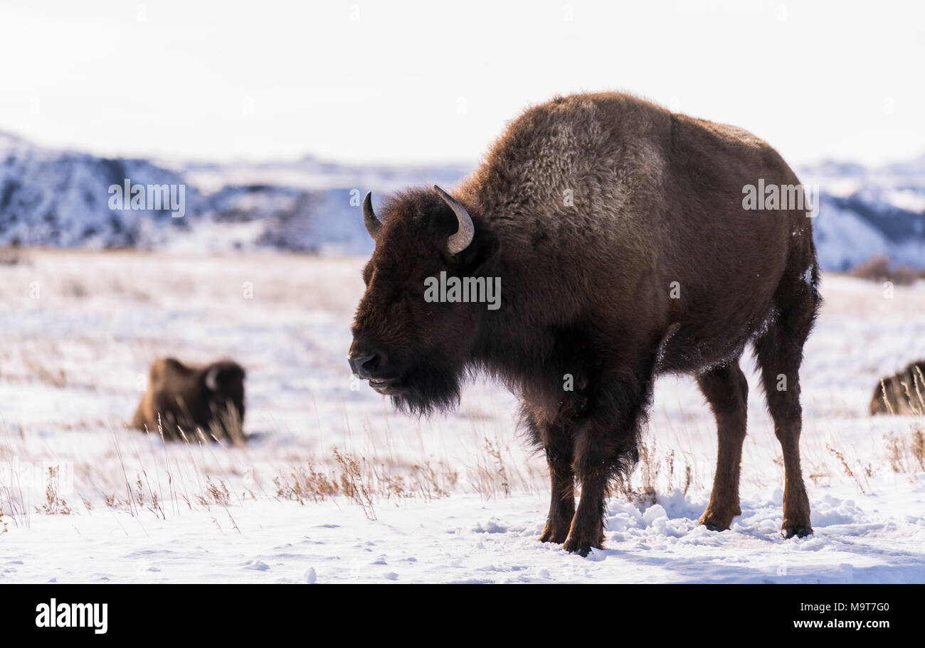 Bison in winter in Theodore Roosevelt National Park Stock Photo - Alamy
