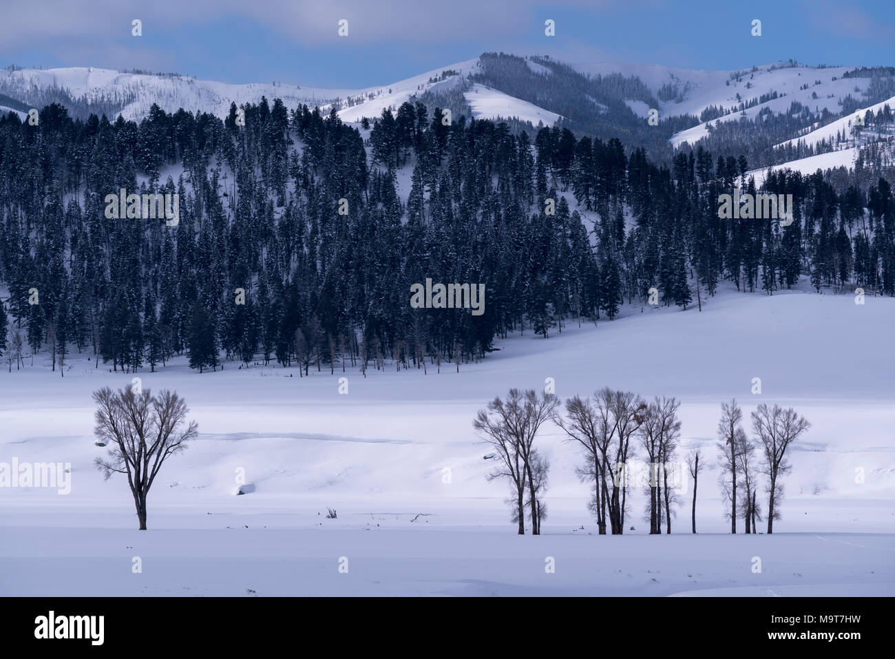 Winter landscape of lamar valley hi-res stock photography and images ...