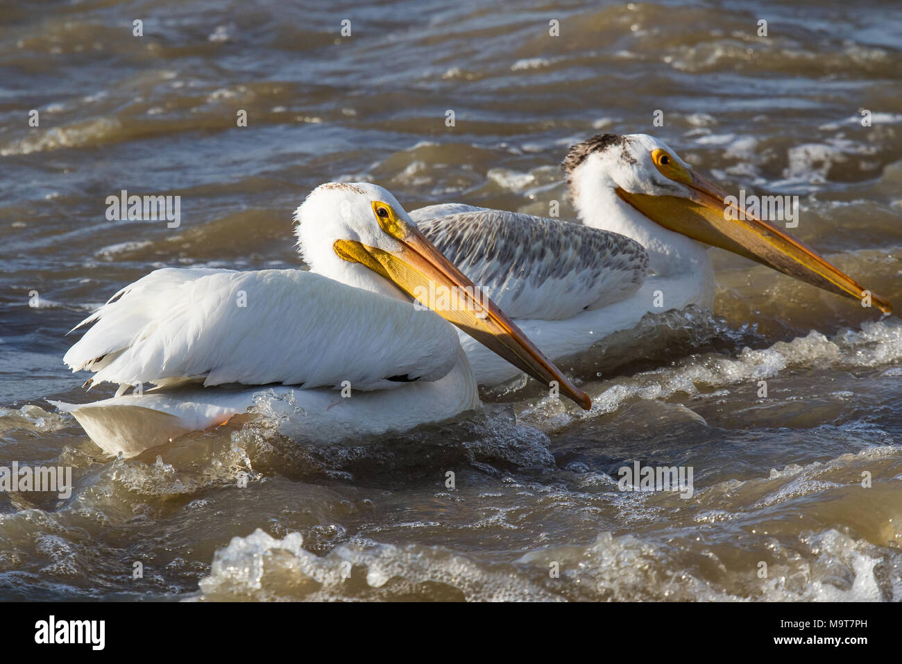 Great White Pelicans (Pelecanus onocrotalus) flying over to far North ...