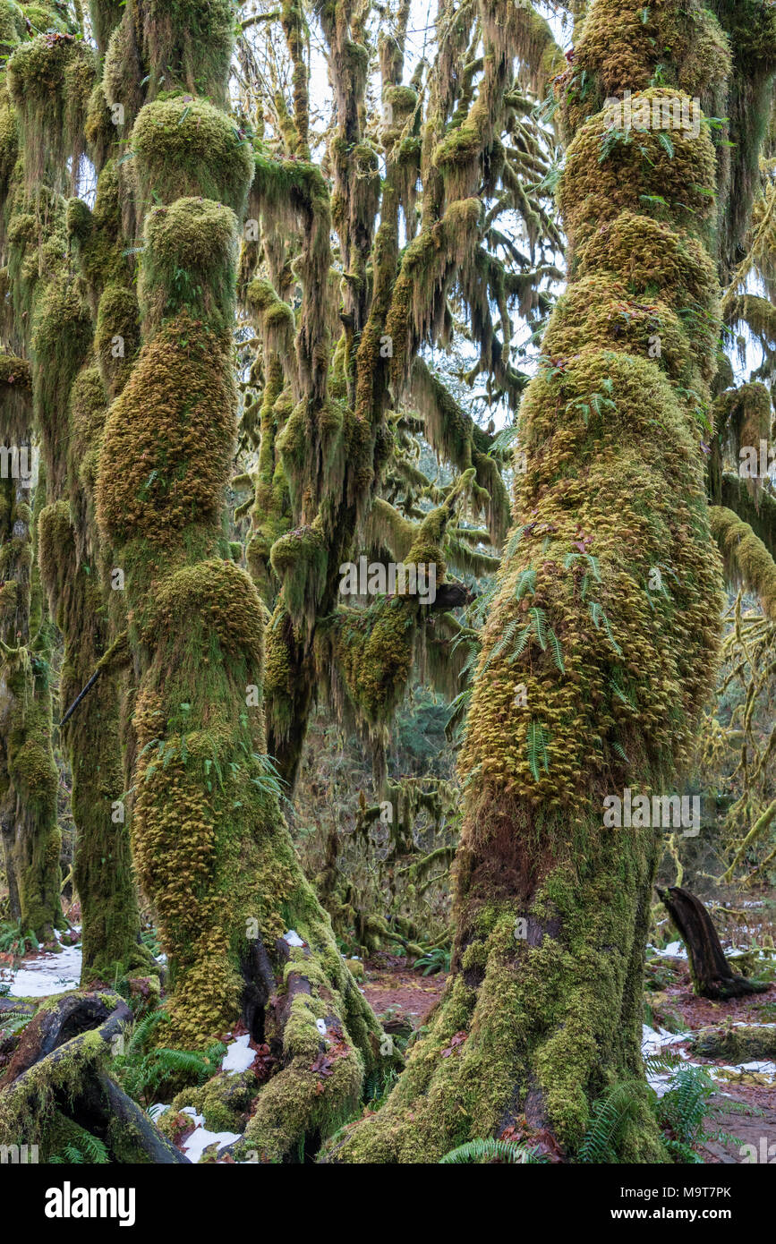 Moss on trees in the Hoh Rain Forest in Olympic National Park. Hoh Rain ...