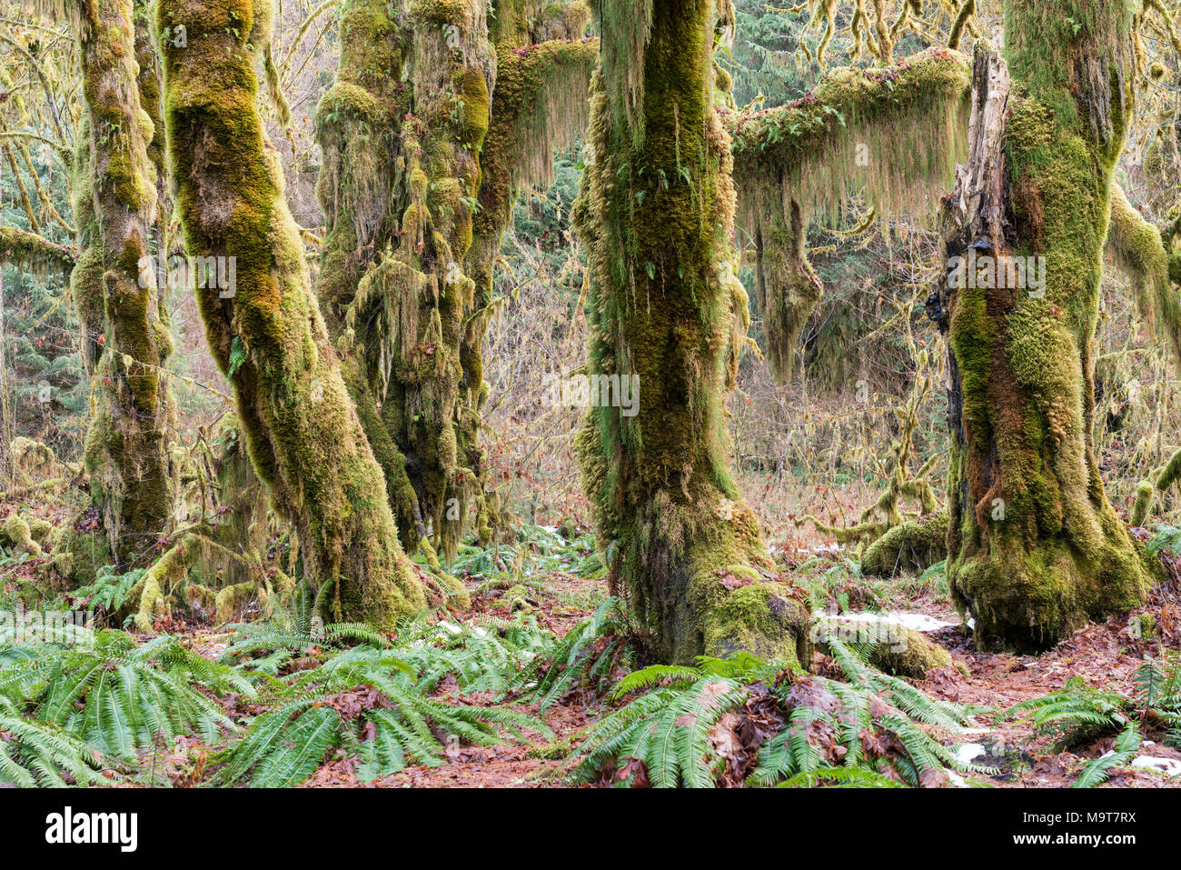 Moss on trees in the Hoh Rain Forest in Olympic National Park Stock ...