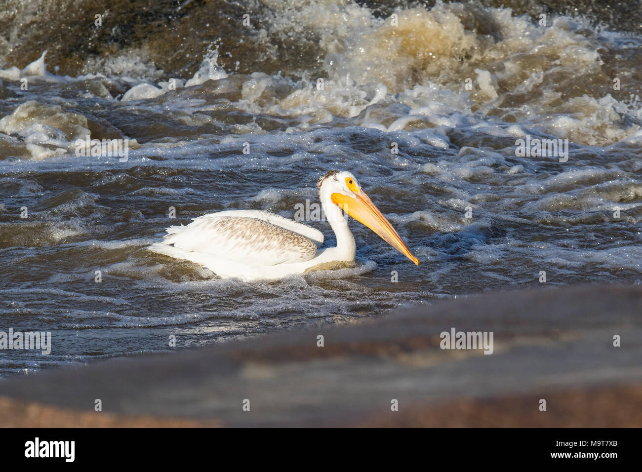 Great White Pelicans (Pelecanus onocrotalus) flying over to Canadian ...