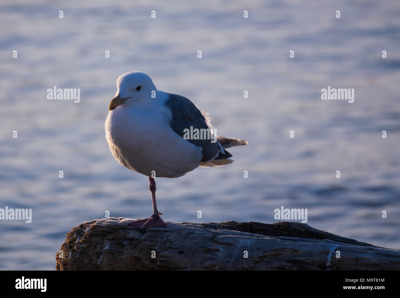 A seagull stands on one leg on a log in Oak Bay near Victoria, British ...