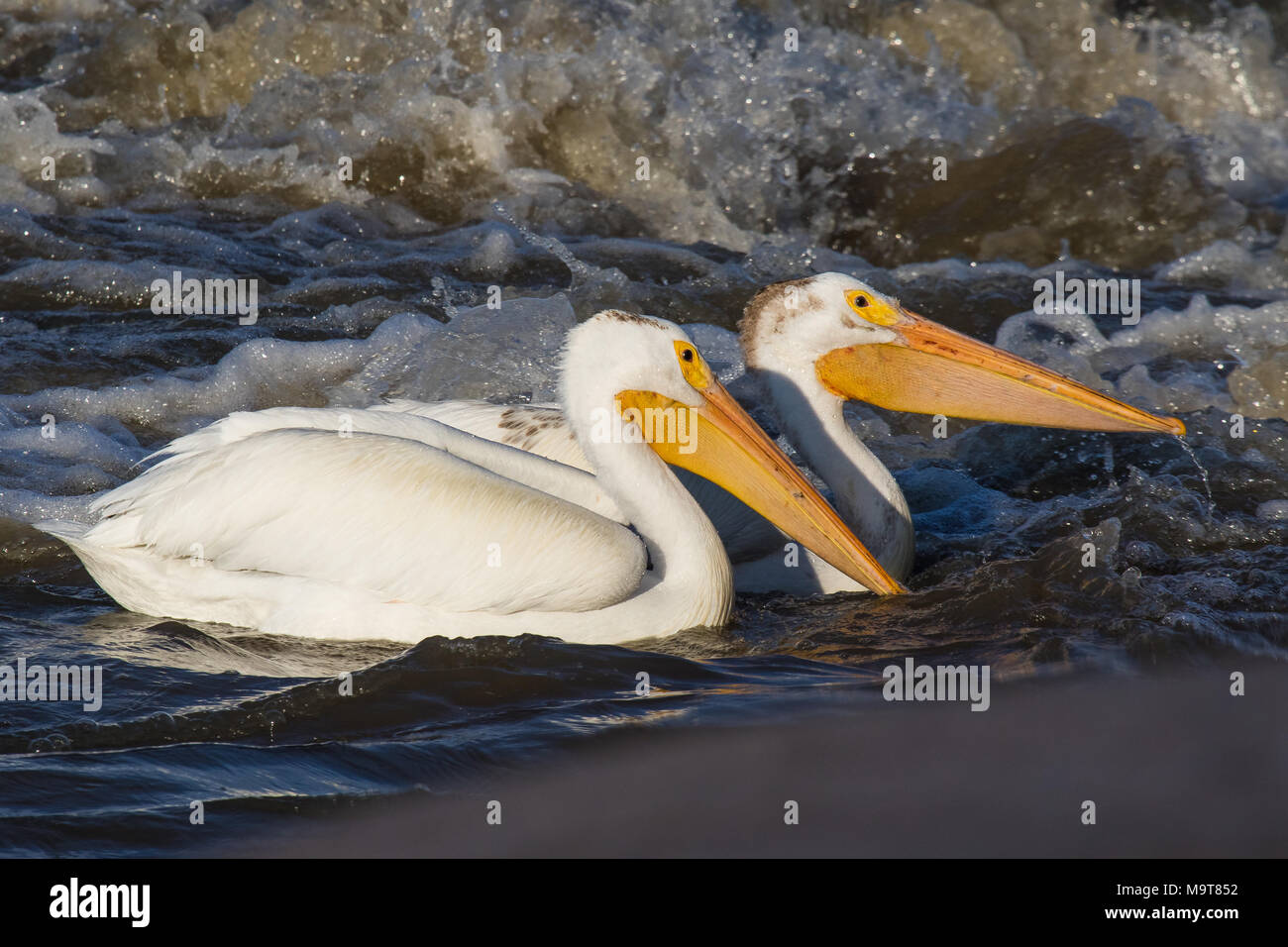 Great White Pelicans (Pelecanus onocrotalus) flying over to Canadian ...