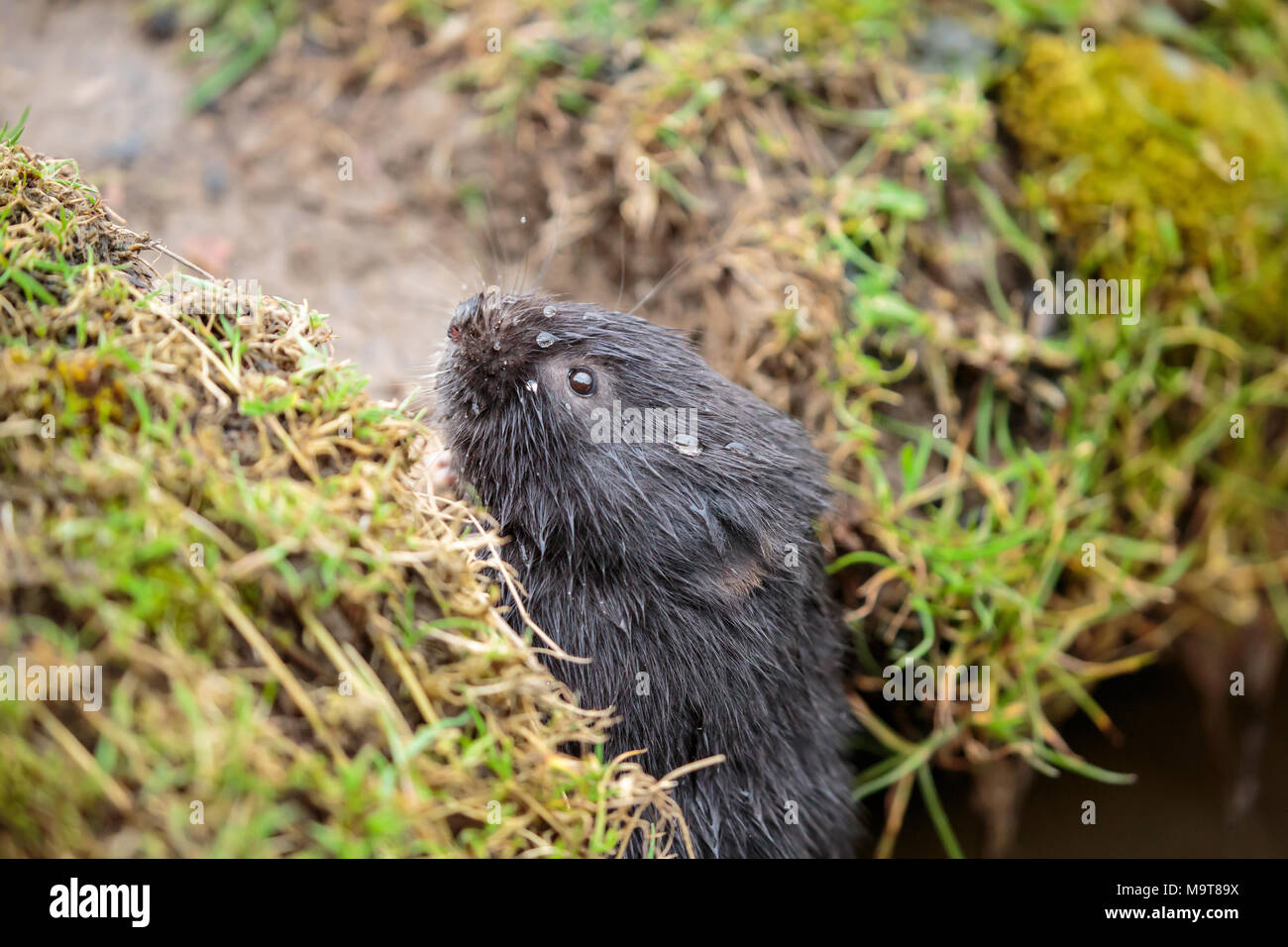 The European water vole or northern water vole, is a semiaquatic rodent ...