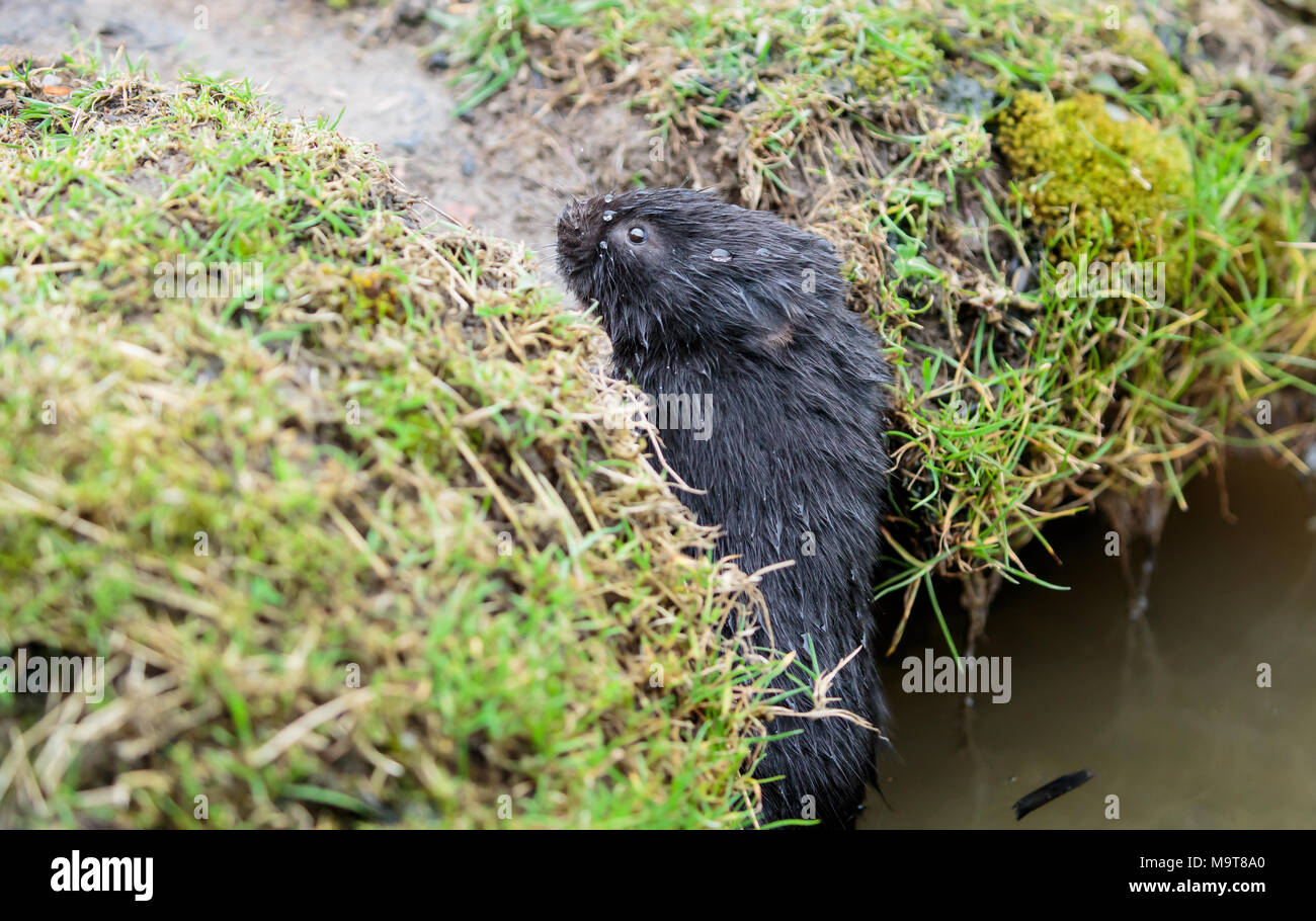 Water Rat Stock Photos & Water Rat Stock Images - Alamy