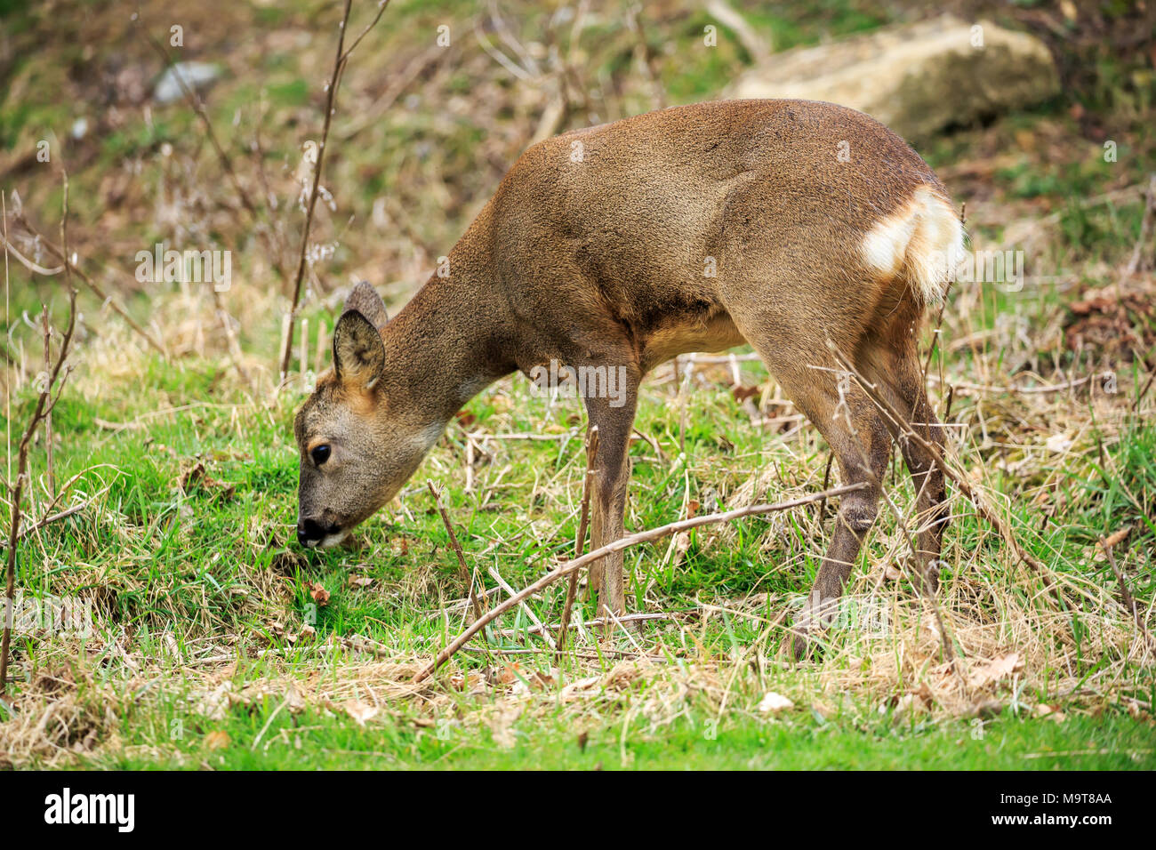 The European roe deer, also known as the western roe deer, chevreuil ...