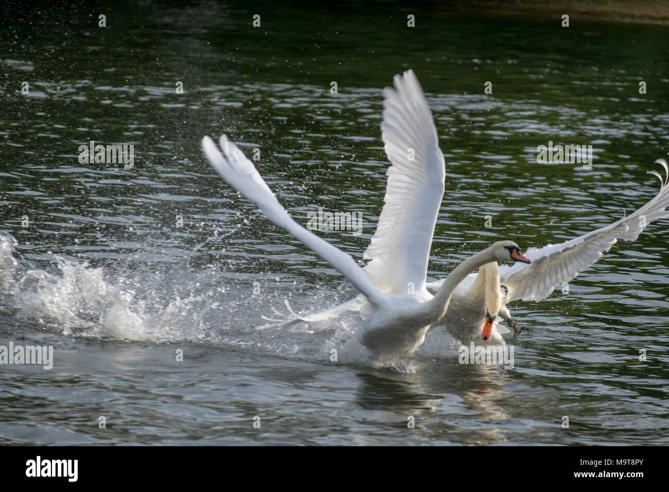 swans fighting each other Stock Photo - Alamy