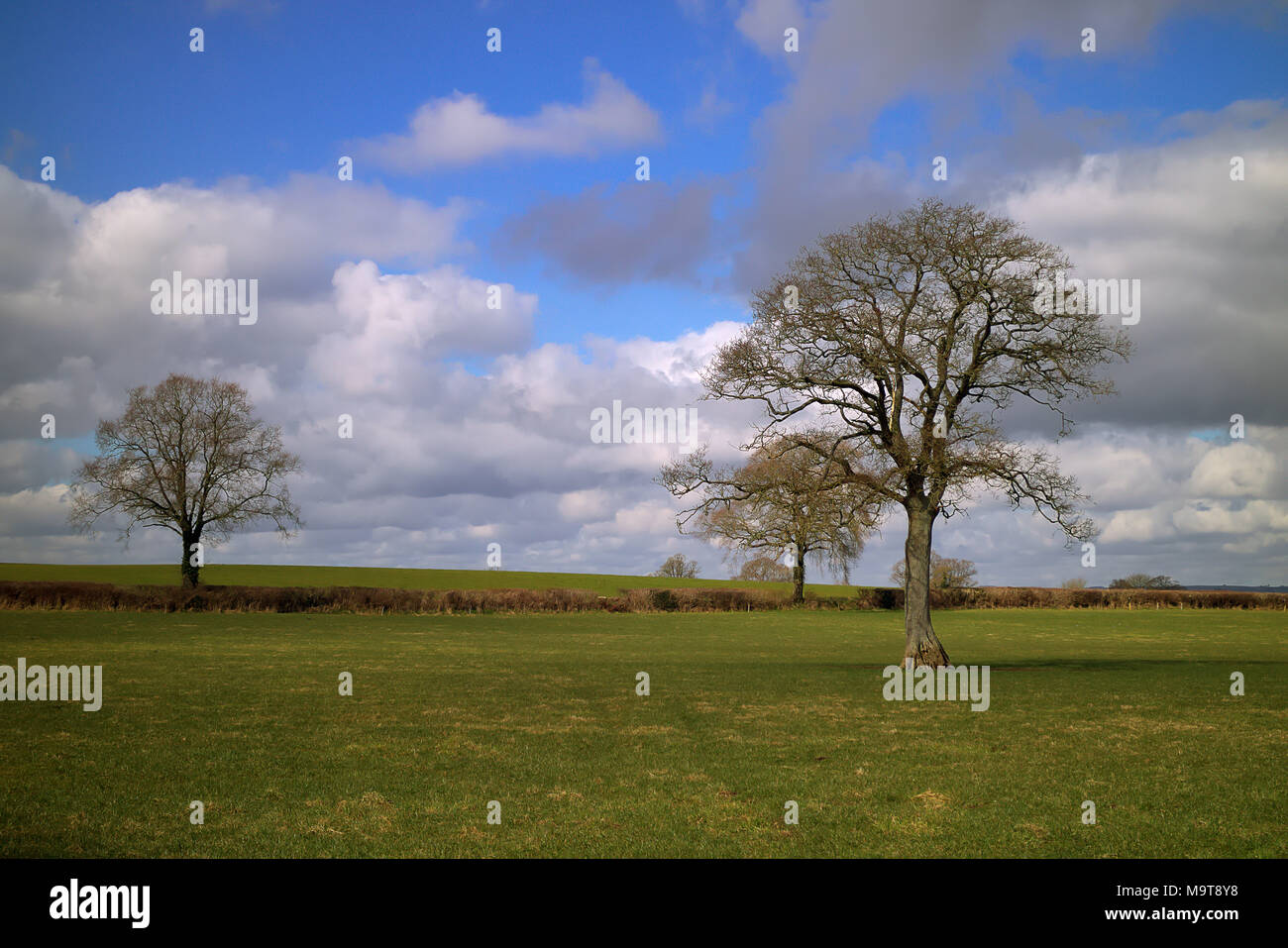 Quercus robur the English Oak in the Devon landscape in late winter ...