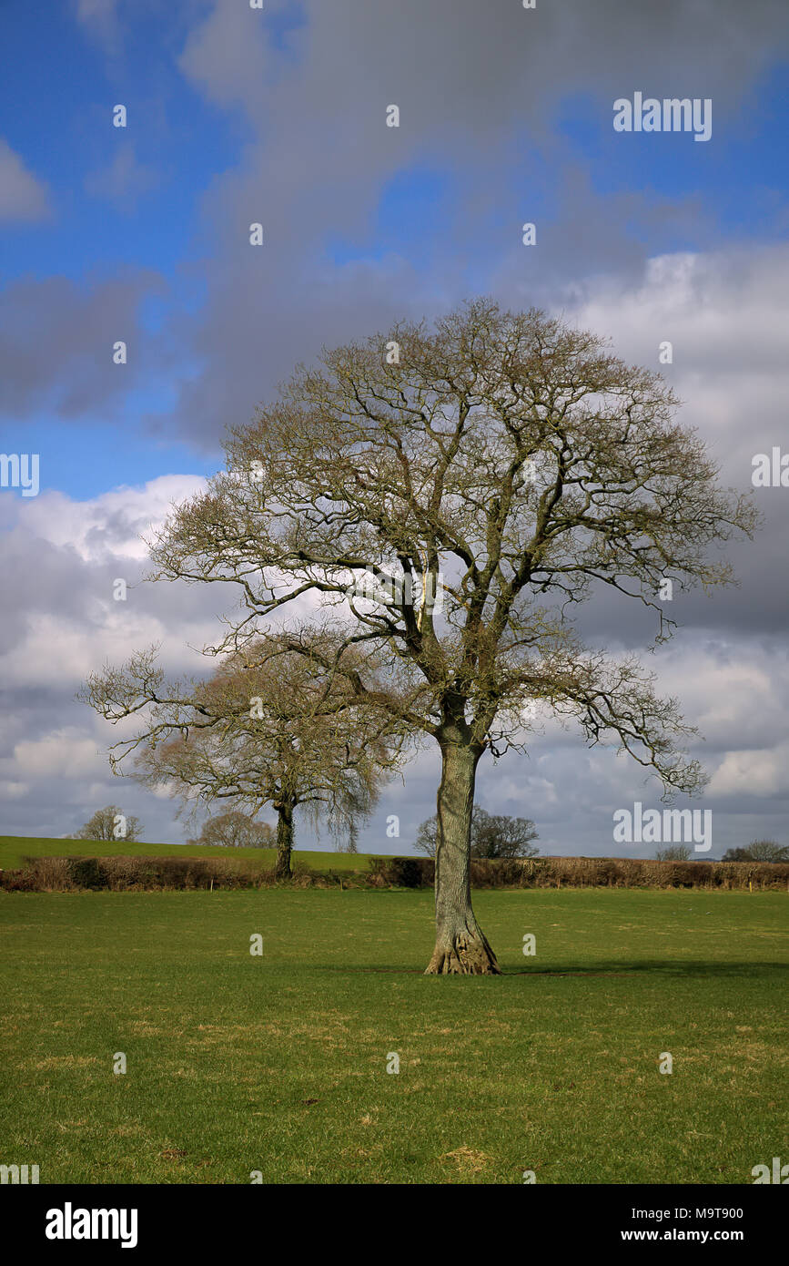 Quercus robur the English Oak in the Devon landscape in late winter ...