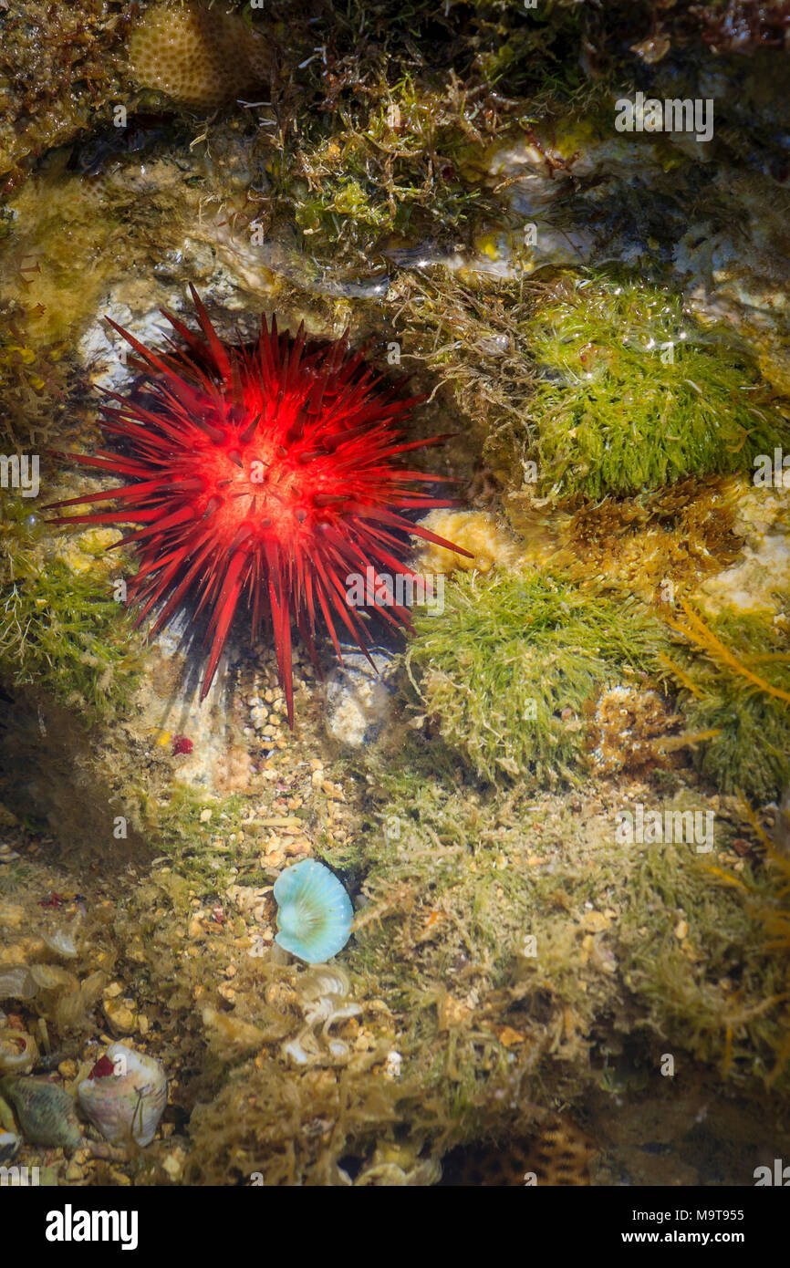 rock pool coral reef Stock Photo - Alamy