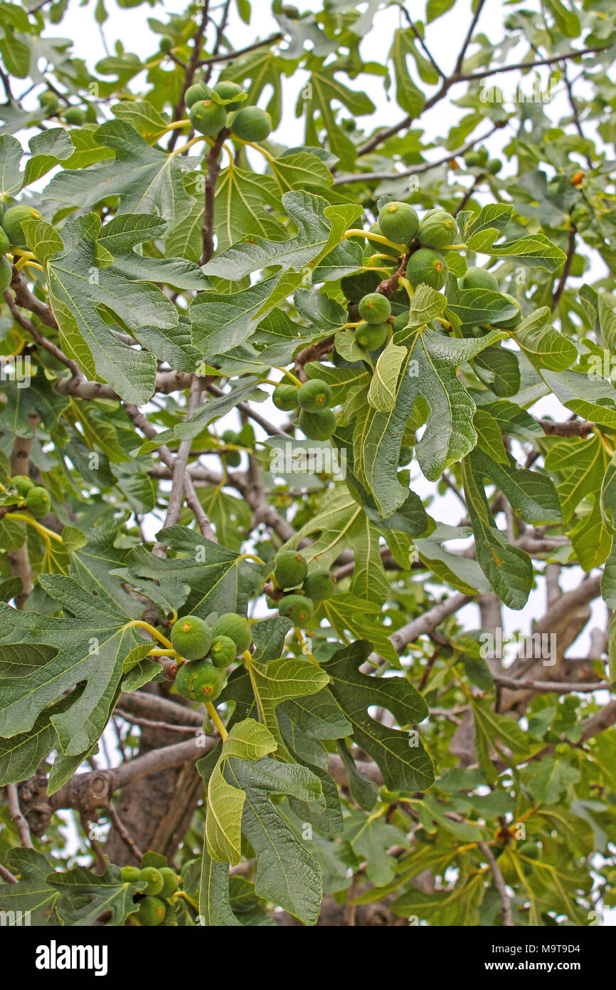 Summer fig tree hi-res stock photography and images - Alamy