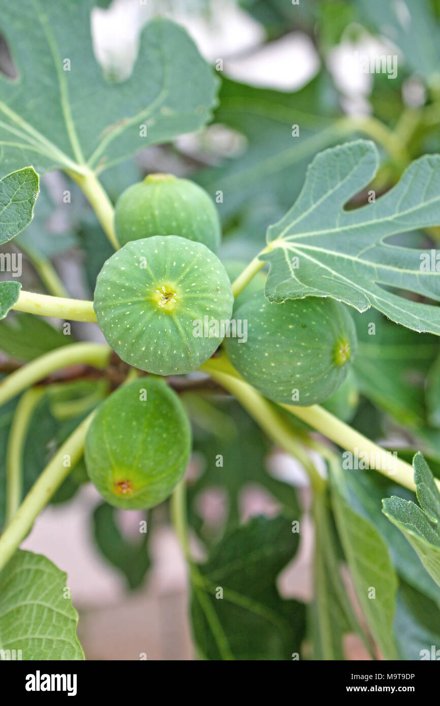 Summer fig tree hi-res stock photography and images - Alamy